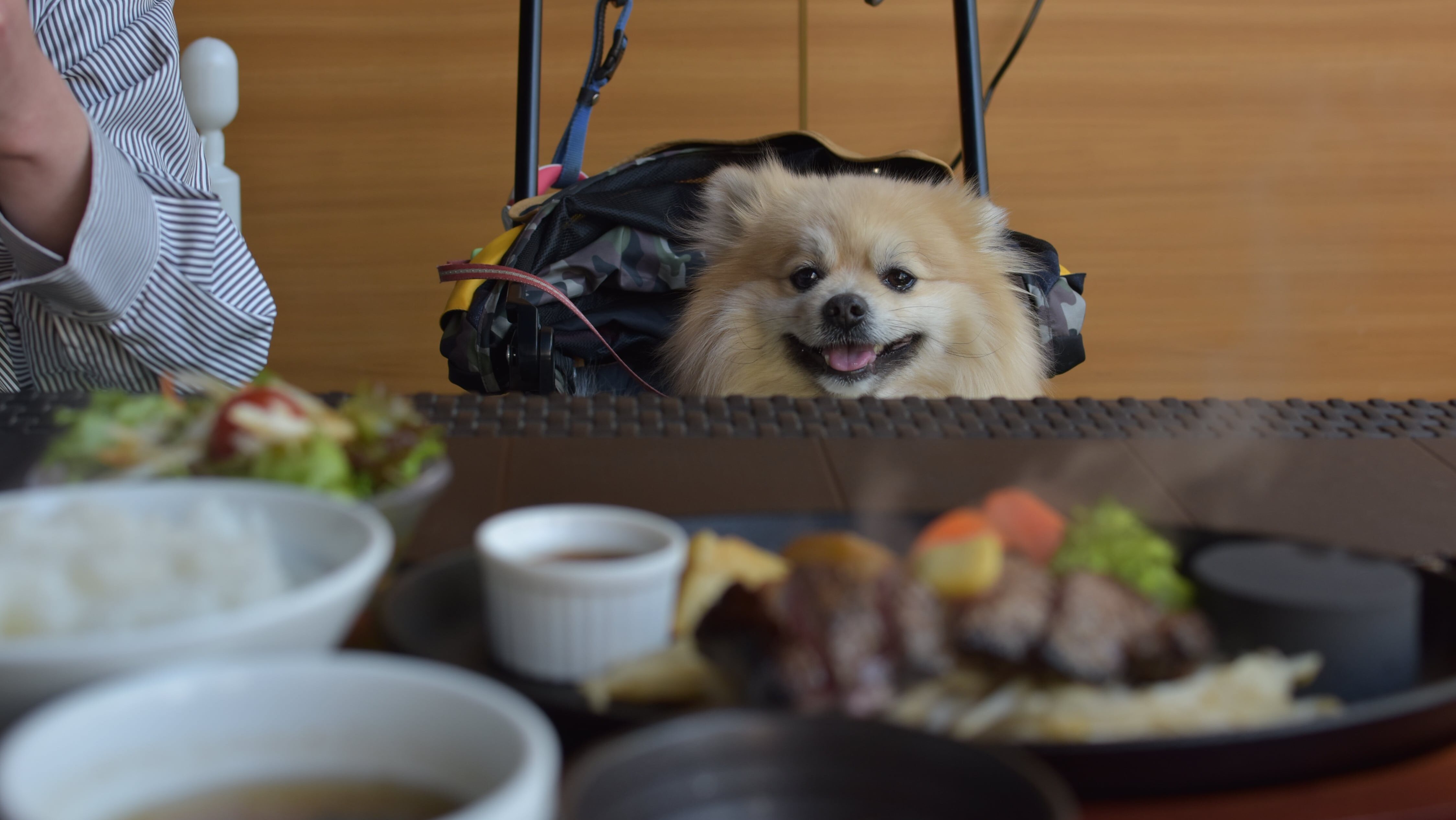 【尼崎】愛犬と一緒にテラスで焼肉を、meat cafe g.(ミートカフェ グラム) | ややデカポメのショーン